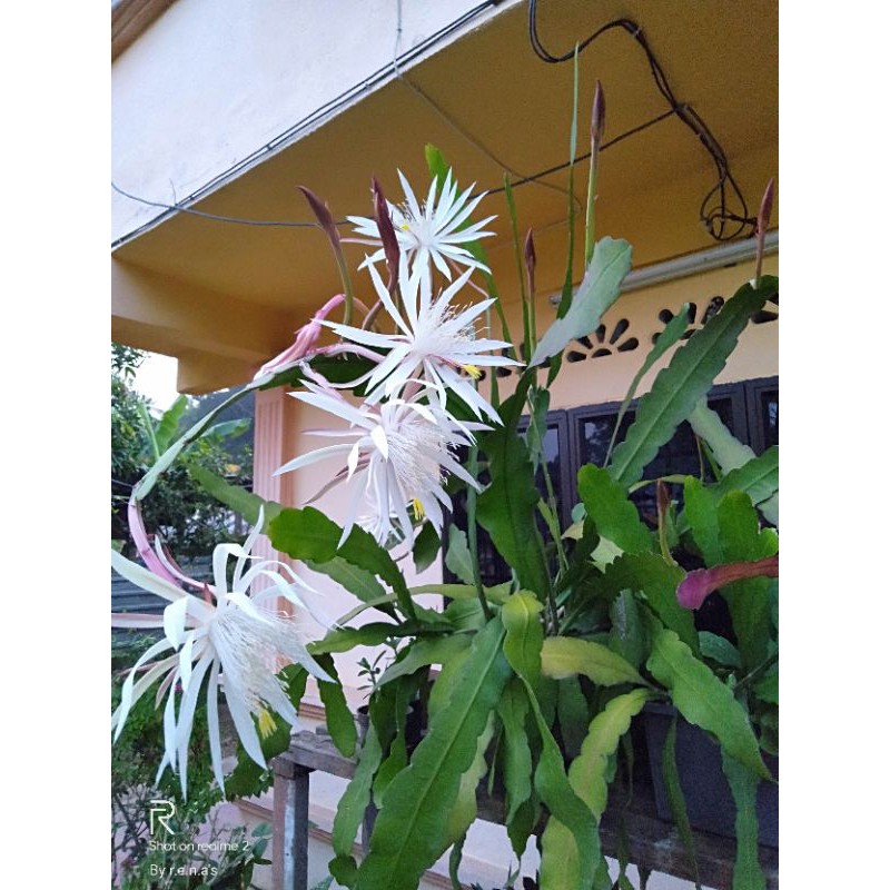 Keratan Daun Pokok Bakawali / Bunga Raja/ Bunga Wijaya Kusuma | Shopee ...