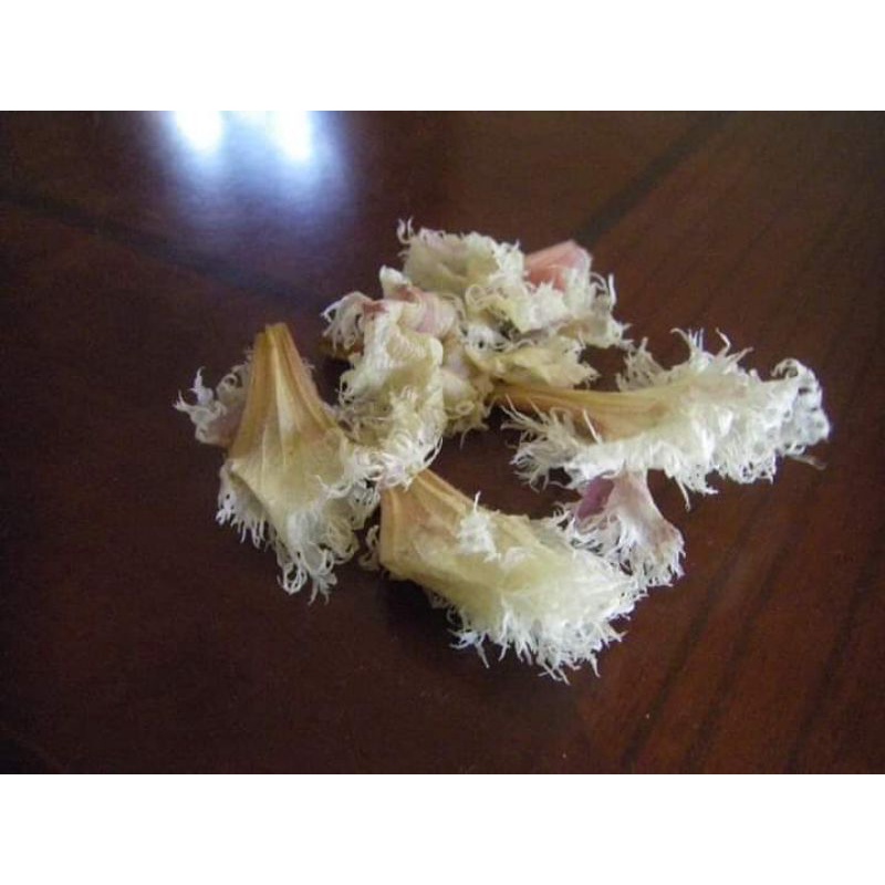 chica / cica / chicar / edible flower - anak pokok bunga cicar | Shopee ...