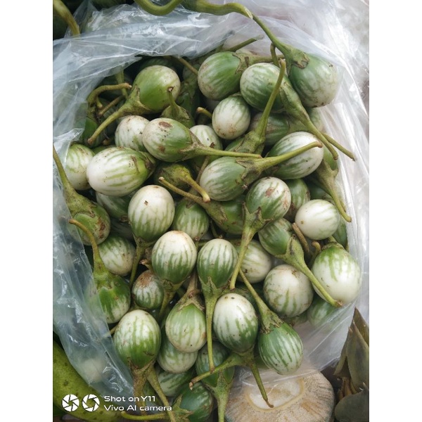500G TERUNG BULAT HIJAU (ULAM) | Shopee Malaysia