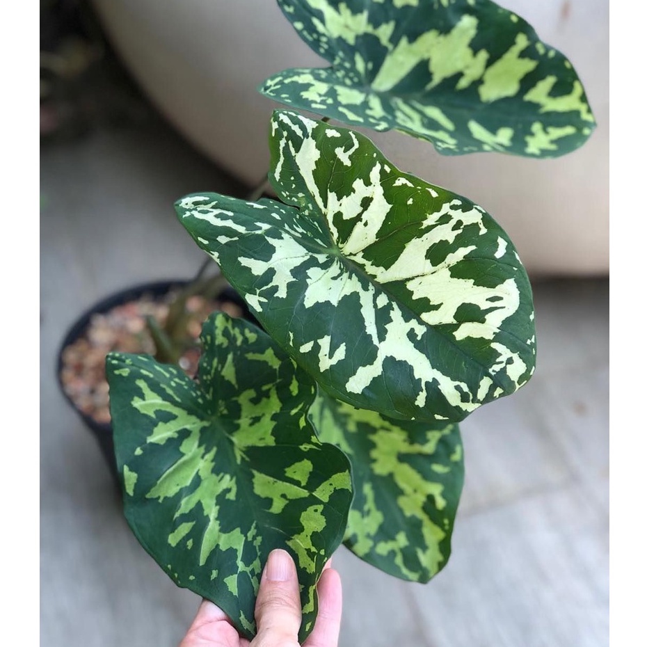 caladium Hilo beauty 希洛美人 Pokok keladi viral hidup hiasan rumah live ...