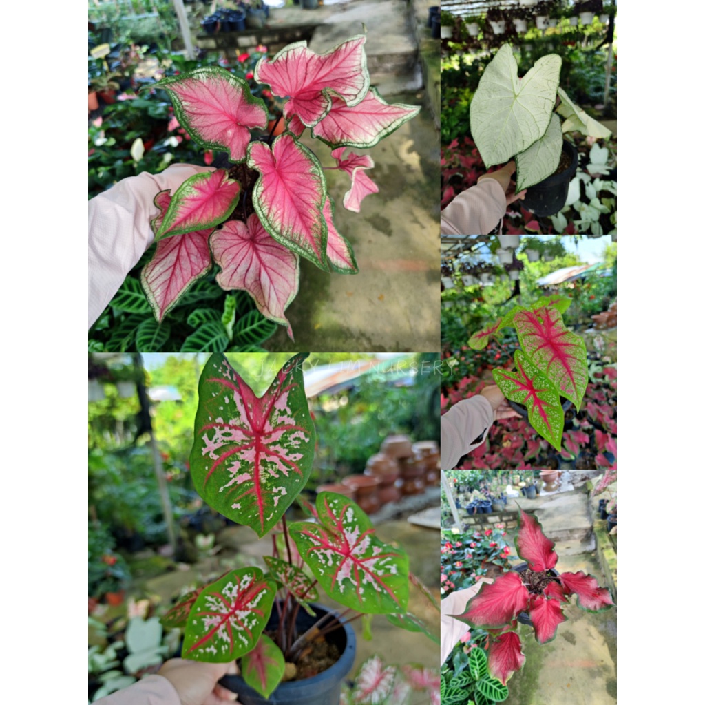 Pokok Caladium Thai pokok keladi hidup real live plant pokok hiasan 芋头叶 ...