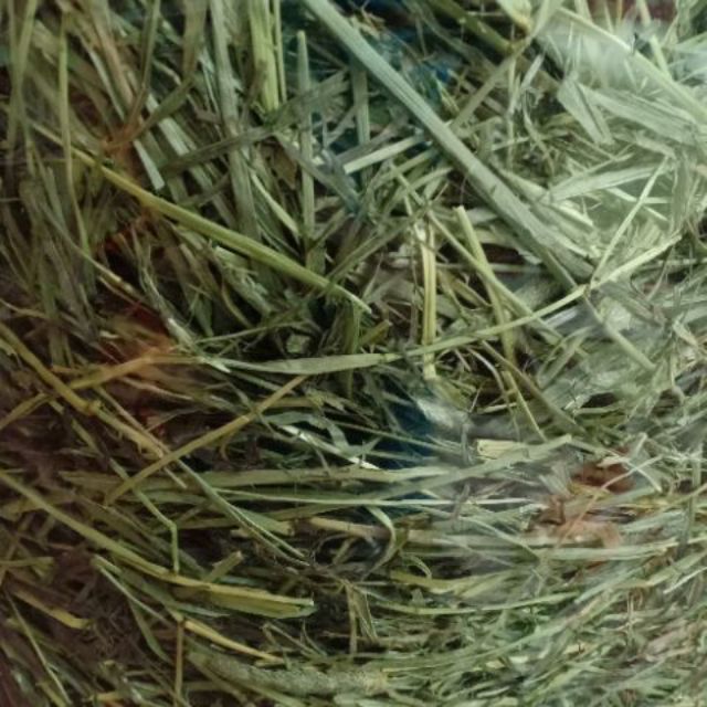 Timothy Hay 1KG - 5KG | Shopee Malaysia