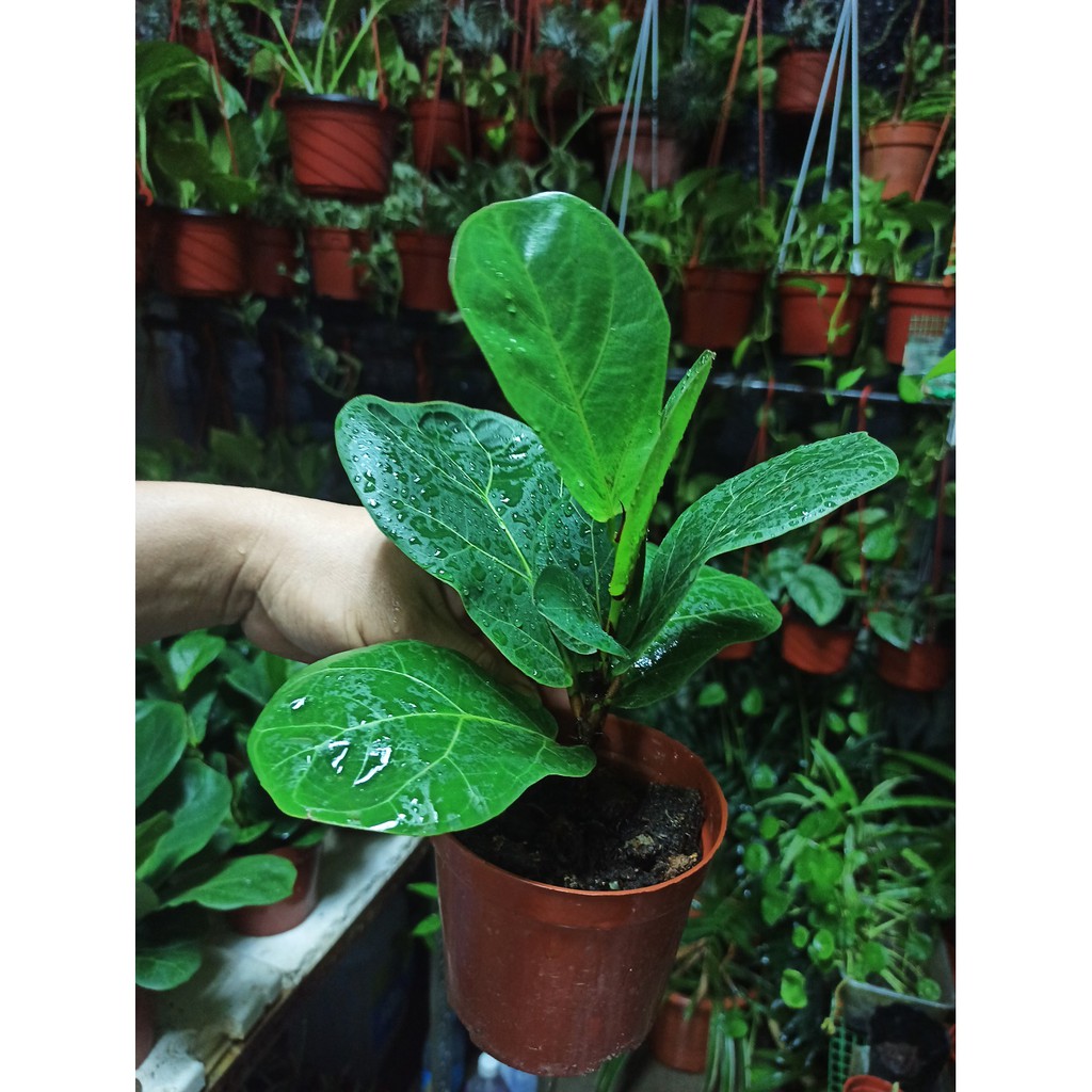 Real Plants Fiddle Leaf Fig Ficus Lyrata Pokok Fig Indoor Plants Pokok ...