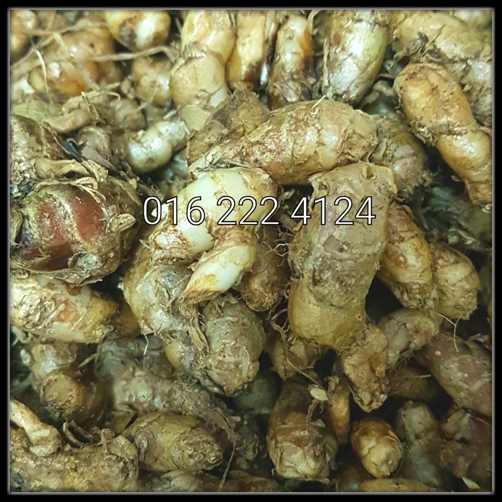 Anak Pokok@Rizom Kencur/Cekur untuk anak benih, masakan ataupun ...