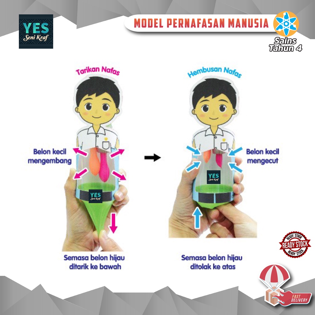 [READY STOCK] Model Pernafasan Manusia DIY | Sains Tahun 4 | Shopee ...