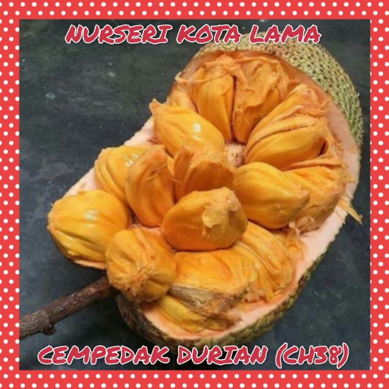 🔥HYBRID🔥 POKOK CEMPEDAK DURIAN (CH38) / Chempedak Durian Tree ...