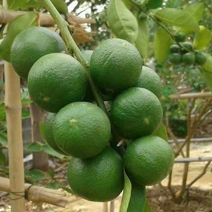 Anak Pokok Limau Nipis | Shopee Malaysia