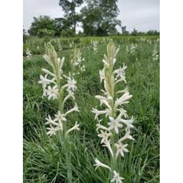 Harum Sundal Mlm(Anak Pokok) | Shopee Malaysia