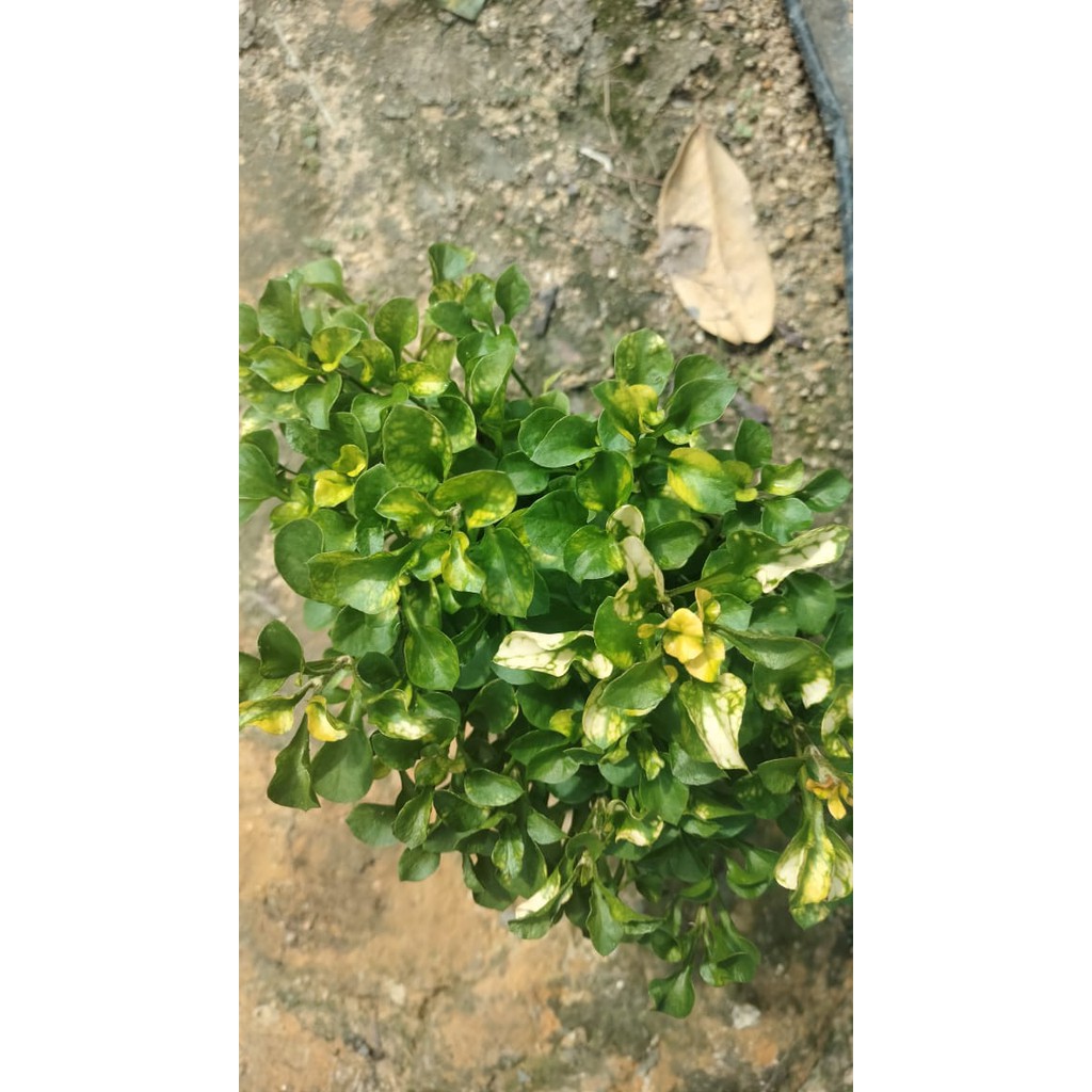 Alternantera Ficoidea outdoor plant red /batik/yellow/ping by AL PLANT ...