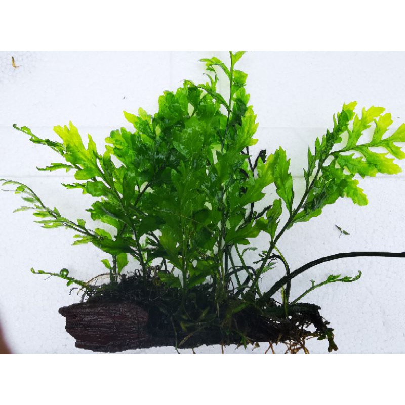 Bolbitis Heudelotii/Aquascape/Aquarium Plant/Lowtech | Shopee Malaysia