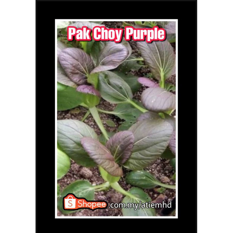 Pak Choy Purple ( 40 biji benih ) | Shopee Malaysia