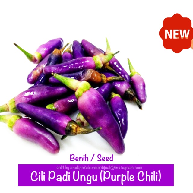 Benih / Seeds : Cili Ungu (Small Purple Chili) | Shopee Malaysia