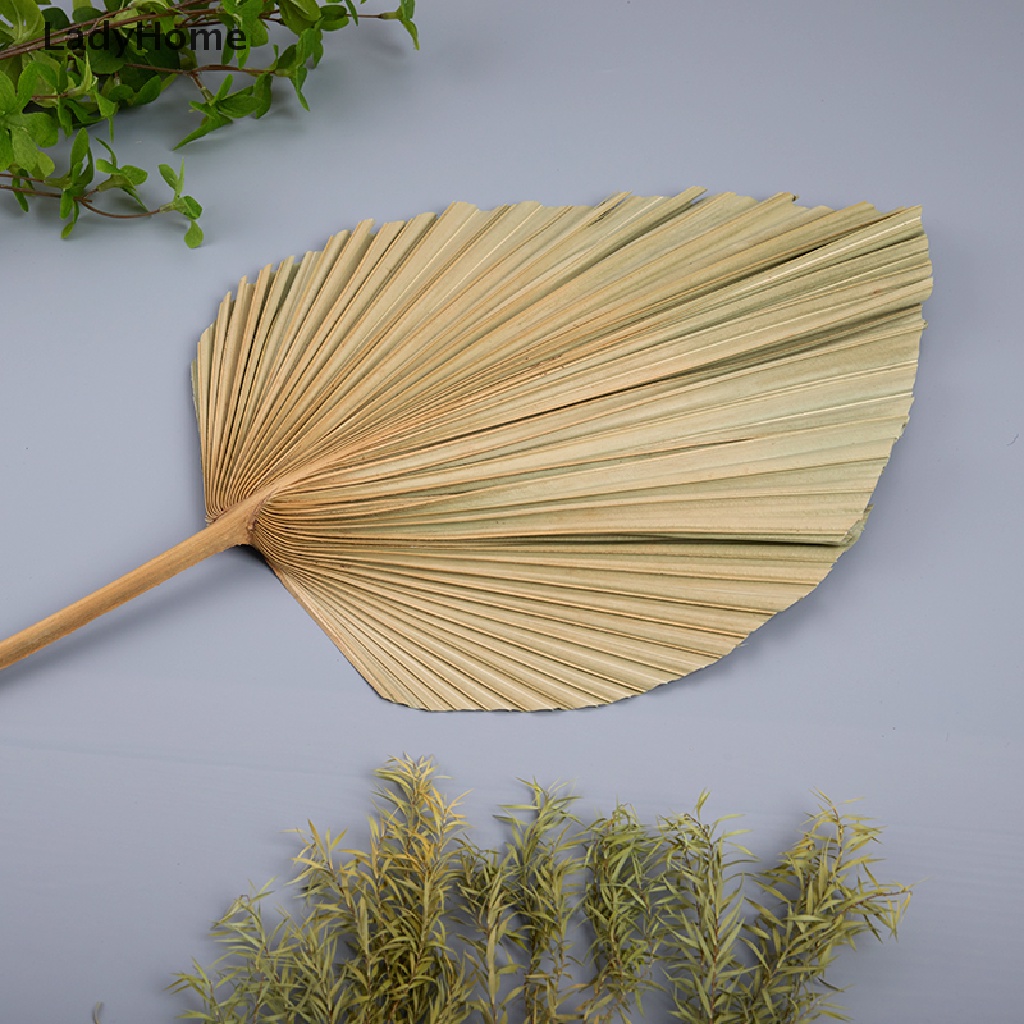(hotsale) Palm Fan Leaf Dried Flower Palm Leaf Window DIY Art Wall ...