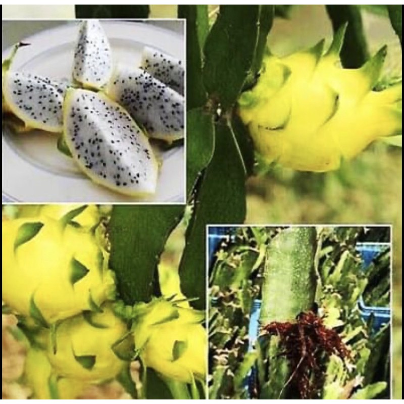 5 FREE 1 】pokok buah naga kuning/ buah naga kuning israel/ israel ...