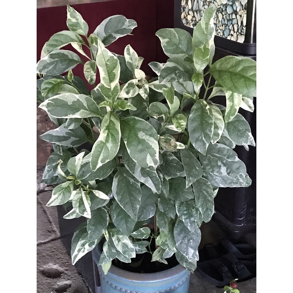 The Real Life Plant | Anak Pokok Hidup Indoor & Outdoor. | Shopee Malaysia