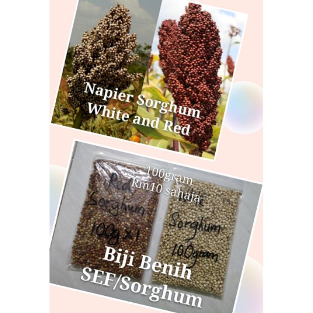 [[READY STOCK ]] Biji Benih SEF/Sorghum, wheat, Barley, Oat /Arnab ...