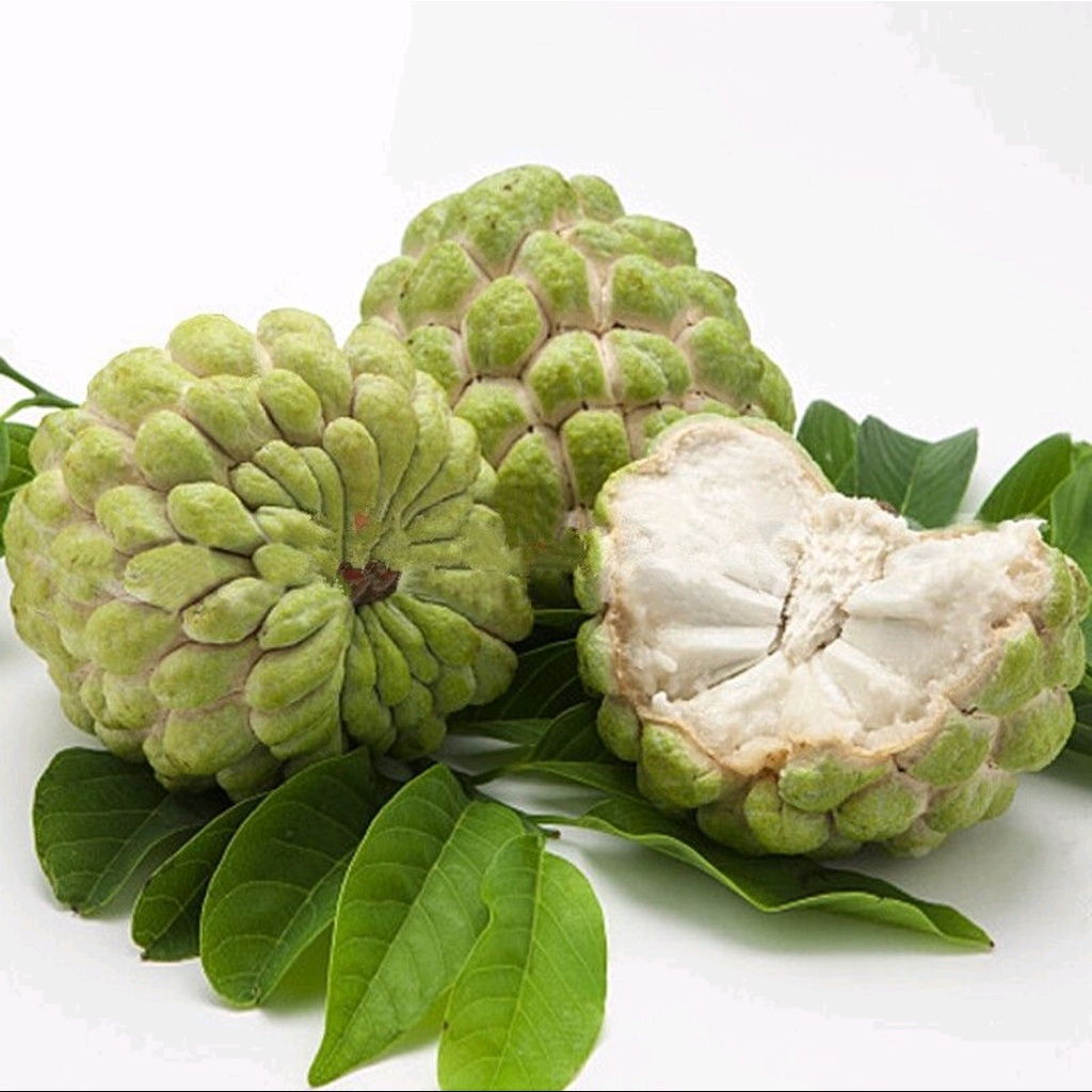[Ready Stock] Sugar Apple Seed Sweetsop Seeds Biji Benih Buah Nona ...