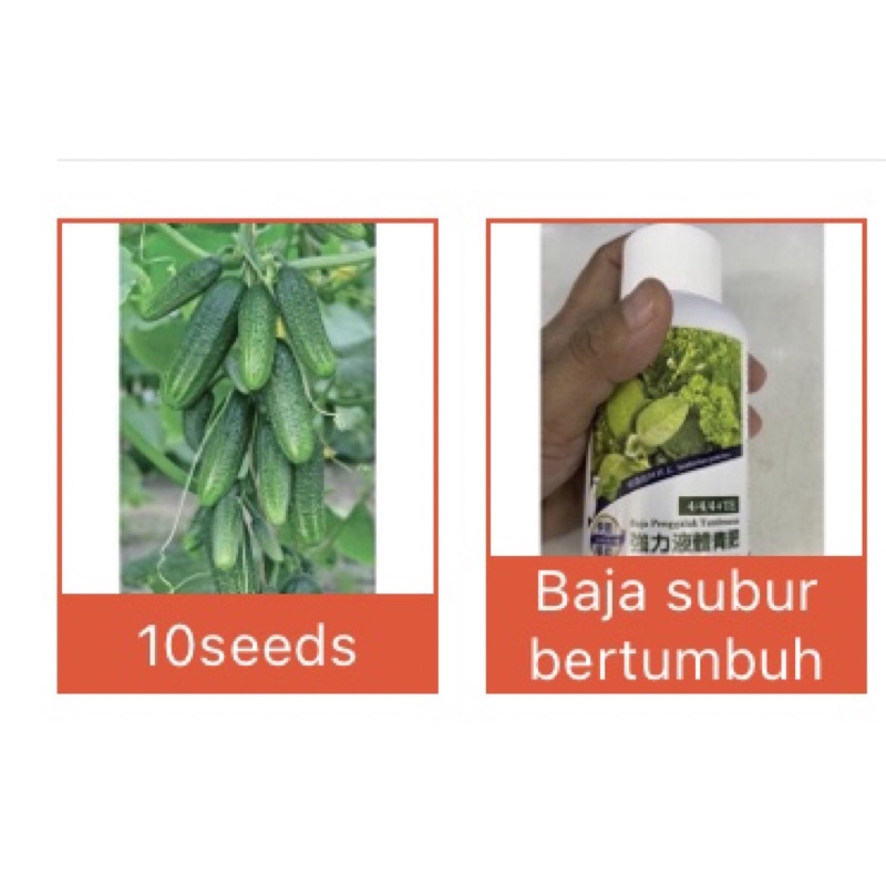 1pack 5 seeds Dutch cucumber timun belanda buah kecik rangup dan ...