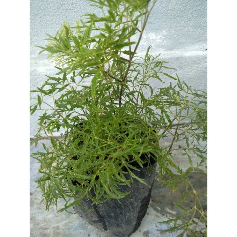 Anak Pokok cakar cikri @ Cikra Cikri @ Cakra Cikri | Shopee Malaysia