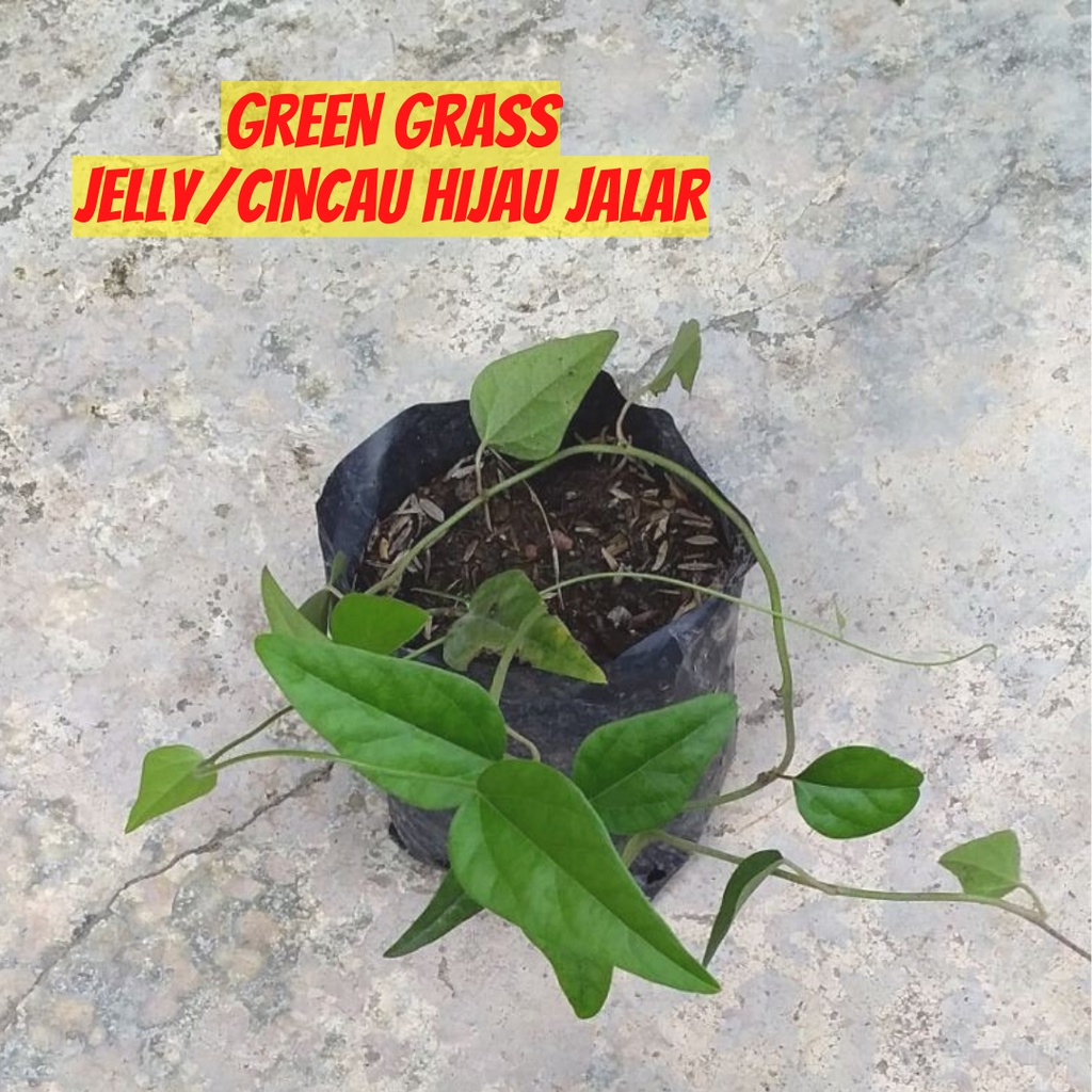 Cincau Hijau Jalar/ Green Vine Jelly (Cyclea Barbata) - Pokok Hidup ...