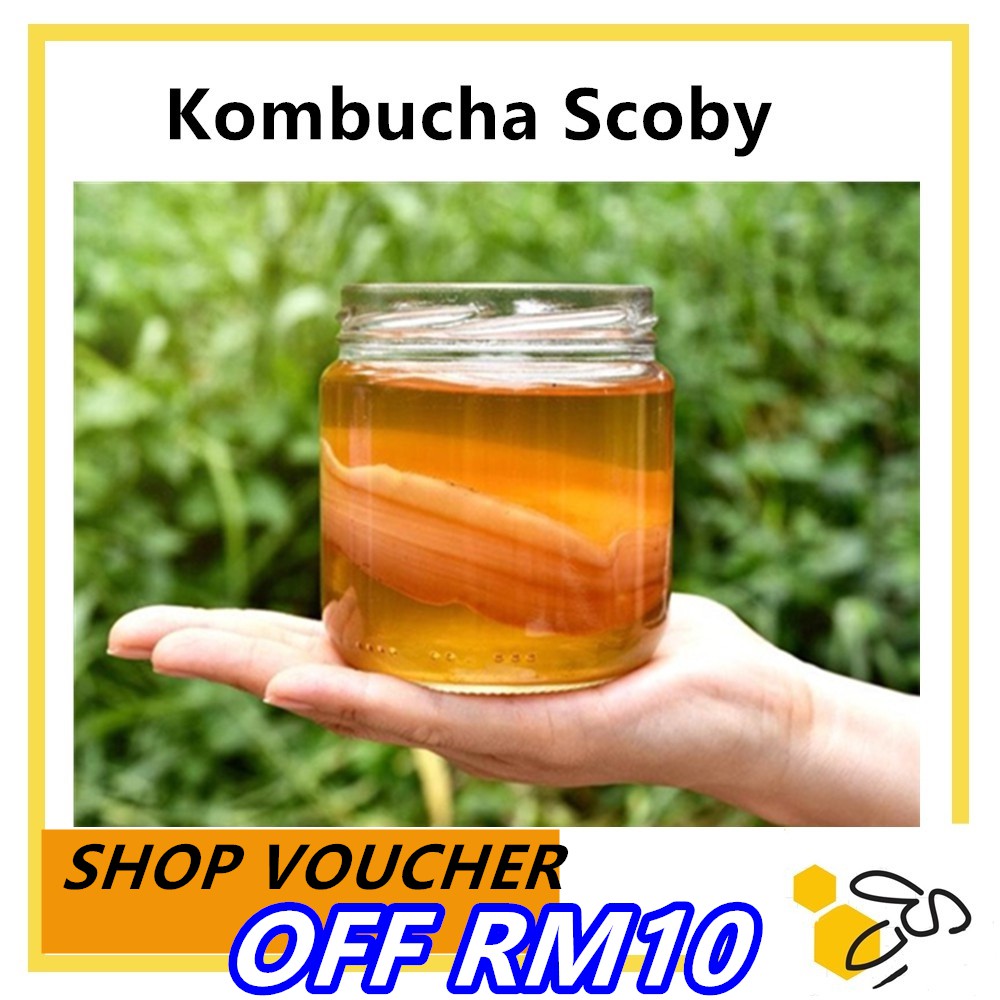 Benih kombucha XXL SIZE SUPER STRONG ACTIVE Benih Cendawan Mekah BESAR ...