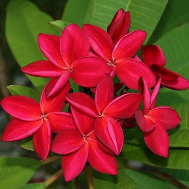 🔥Hot Items 🔥 Anak pokok kemboja plumeria bunga merah menyala | Shopee ...