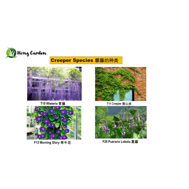 💥Ready Stock💥Creeper seeds,climbing plant evergreen seeds 攀藤/爬墙种子 ...
