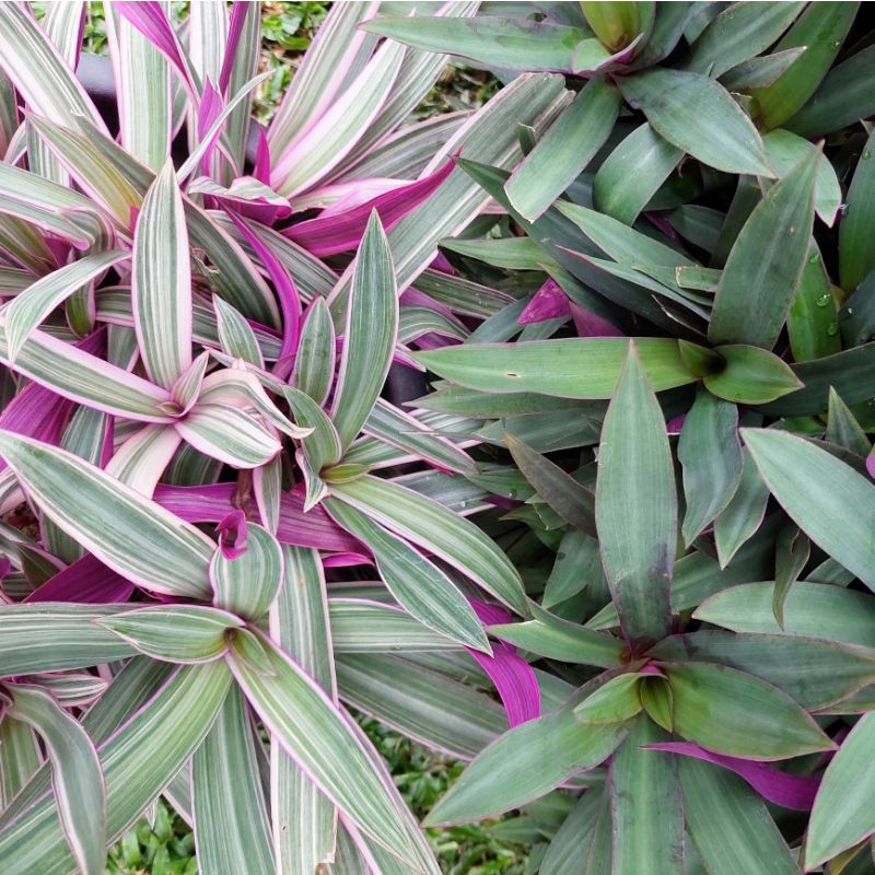 Live Plant Boat Lily in Pot/Moses in the Cradle/Tradescantia Spathacea ...