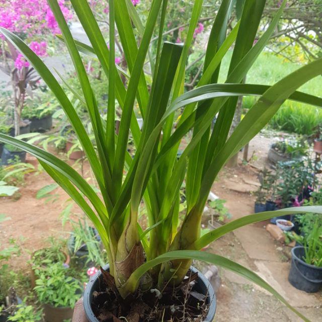 ORKID HARIMAU RARE BUNGA KUNING | Shopee Malaysia