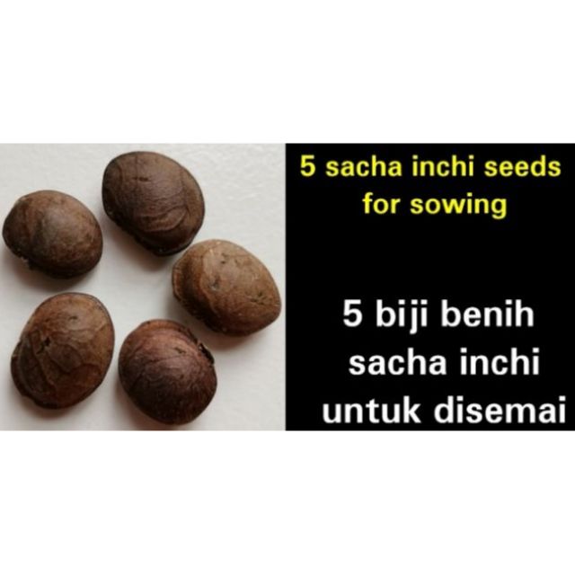 Biji benih sacha inchi untuk disemai ( sacha inchi seeds for sowing ...