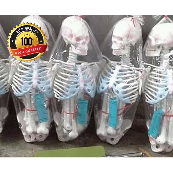Skeleton MODEL Human SKELETON MINI Mannequin Educational MODEL | Shopee ...
