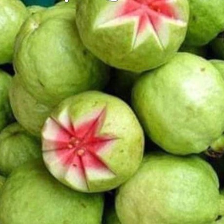Anak pokok jambu batu pink hybrid-Fruit Nursery Malaysia | Shopee Malaysia