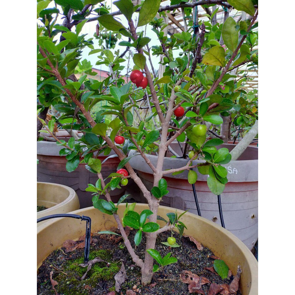 Anak pokok ceri barbados / barbados cherry | Shopee Malaysia