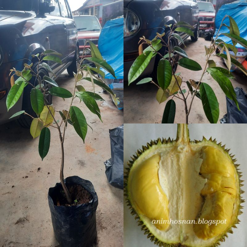 BENIH ANAK POKOK DURIAN D99 / KOP KECIL | Shopee Malaysia