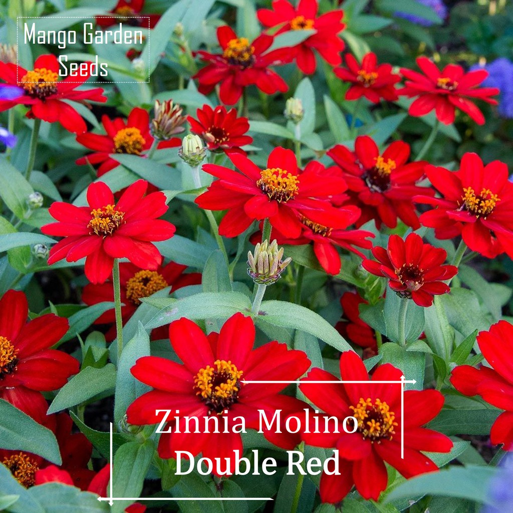 *Easy* Zinnia Molino Double Red Flower Seed - 30 Seed *Pot Friendly ...