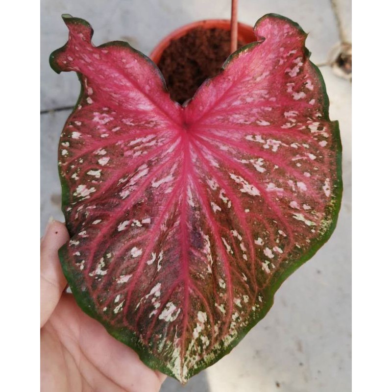 Caladium rare species / Indoor Plant / Real Live Plant / Office Plant ...