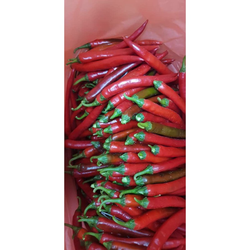 Big Red Chili (Kulai 461) / Cili Merah / 红辣椒 / Red Chili | Shopee Malaysia