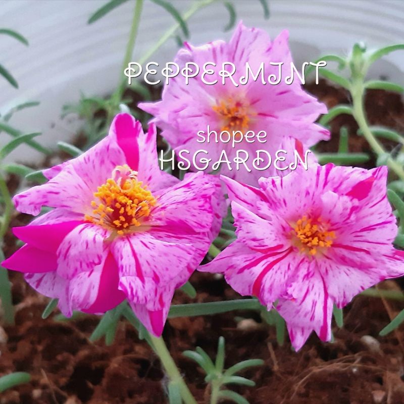 5 keratan (8 -10cm) Peppermint Hybrid Moss Rose • Cuttings | Shopee ...