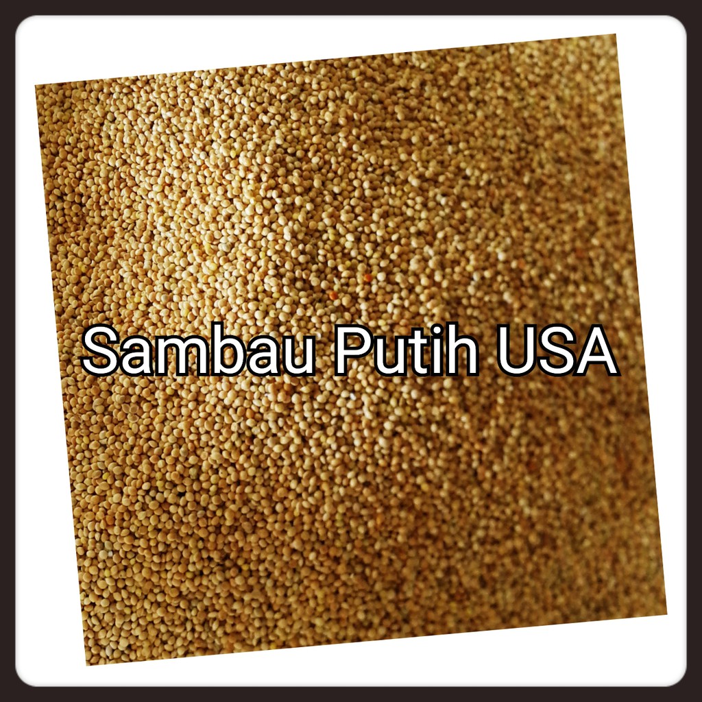 USA Makanan Sambau Burung 1kg / White Millet Bird Feed / Putih / Kuning ...