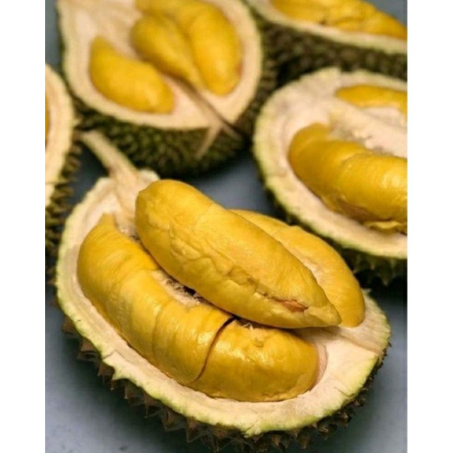 pokok durian musang king/D197 | Shopee Malaysia