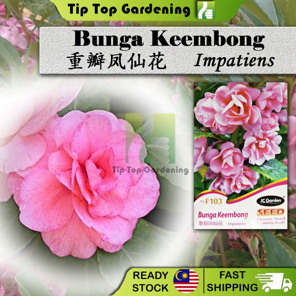 F103 BUNGA KEEMBONG IMPATIENS JC GARDEN FLOWER SEED BIJI BENIH | Shopee ...