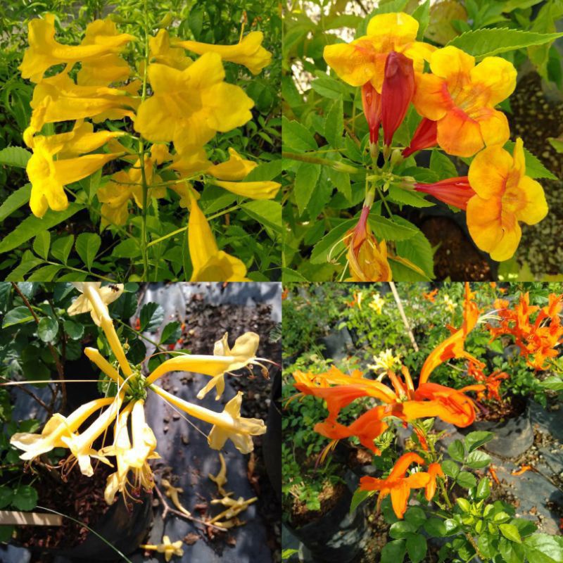 Anak Pokok Bunga Tecomaria /Tecoma Stand | Shopee Malaysia