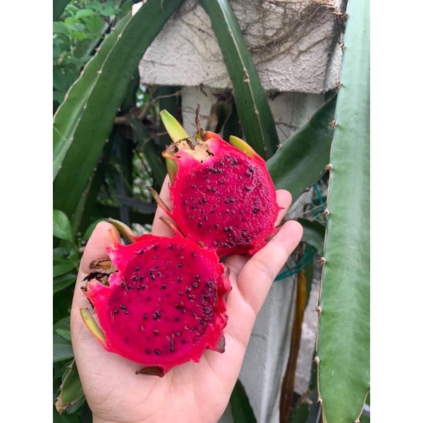3 Keratan Buah Naga Merah dragon fruit | Shopee Malaysia