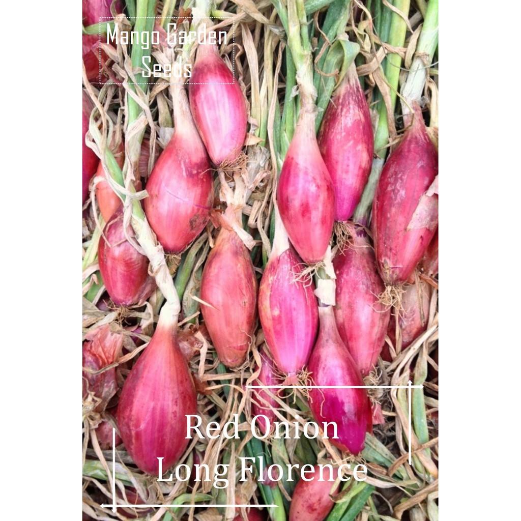 Red Long Florence Onion Seeds - 100 Seed *Pot Frendly* Tanam Pasu ...