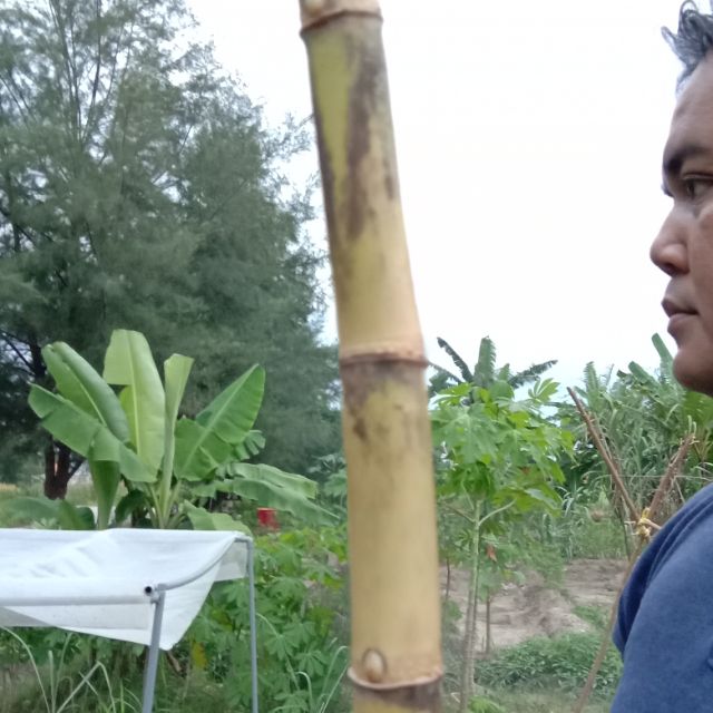 Tebu kuning keratan untuk Benih (3Keratan) | Shopee Malaysia