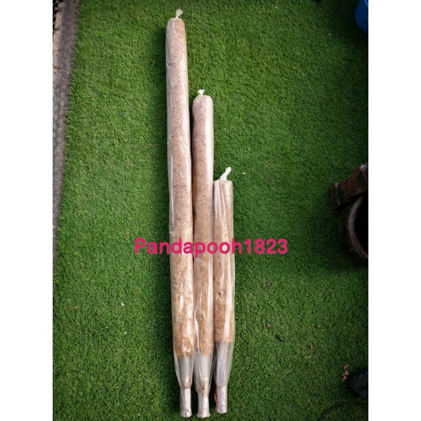 COCO STICK FOR CLIMBING PLANT / COCO FIBRE POLE / BATANG SABUT [READY ...