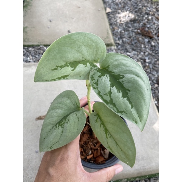 Scindapsus Platinum | Scindapsus Silver Hero | Shopee Malaysia