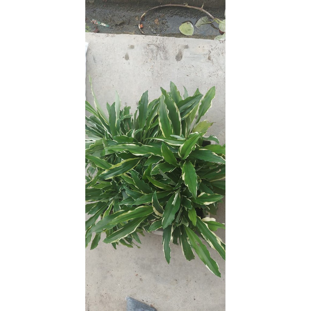 Pokok Cekur variegated/ belang (Anak pokok) | Shopee Malaysia