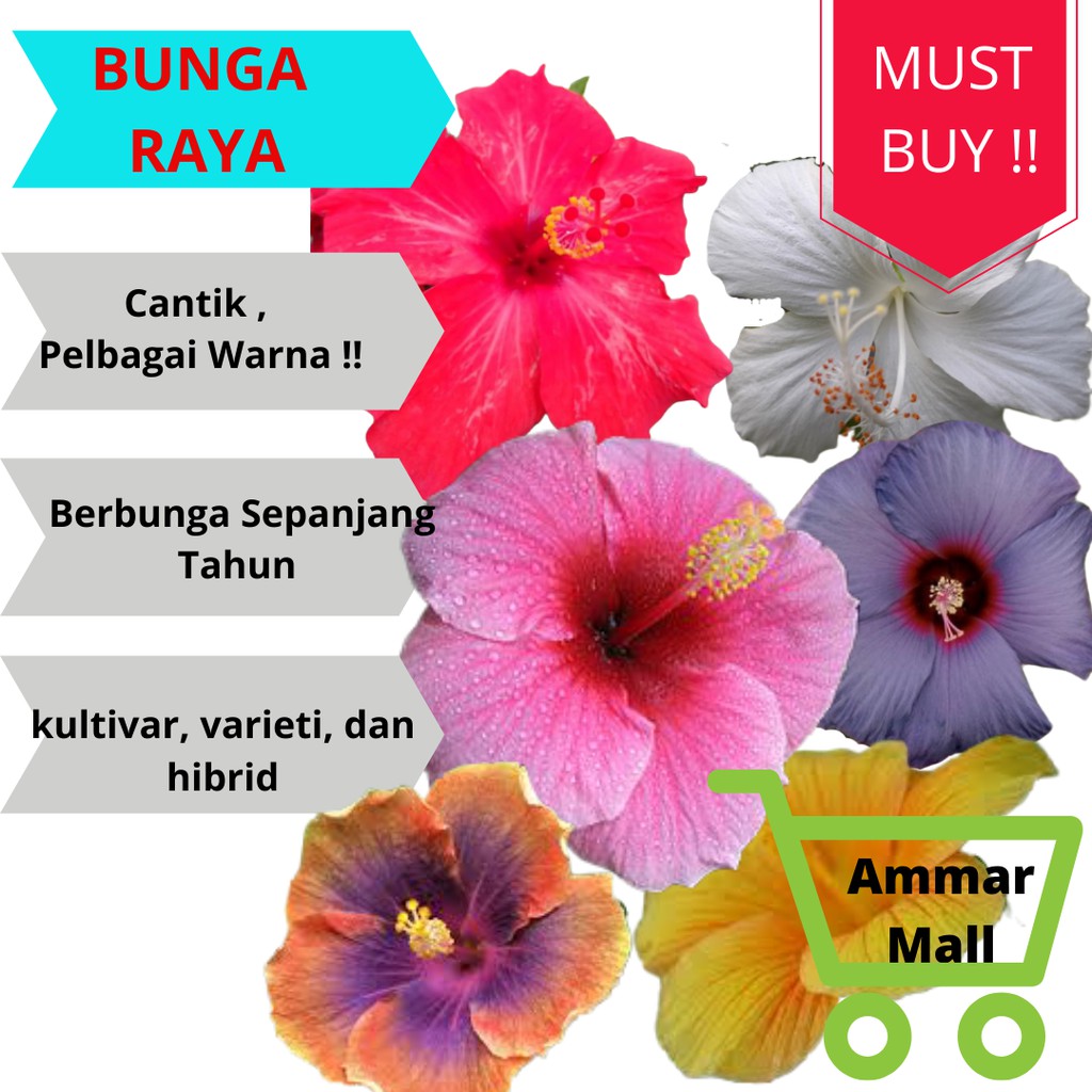 Hibiscus .. Bunga Raya Merah , Bunga Raya Hijau , Bunga Raya Kuning ...