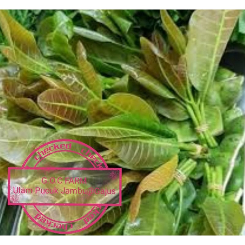 Ulam Pucuk jambu@gajus segar (Sepeket RM 6)~50gm | Shopee Malaysia